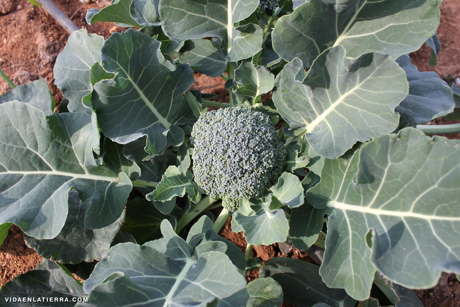 Vida en la Tierra - Brócoli - Brassica oleracea italica