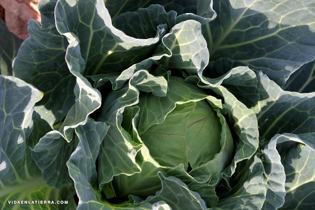 Vida en la Tierra - La Col Repollo