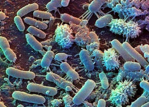 Insectos que viven bajo tierra y transforman la materia orgánica en ...